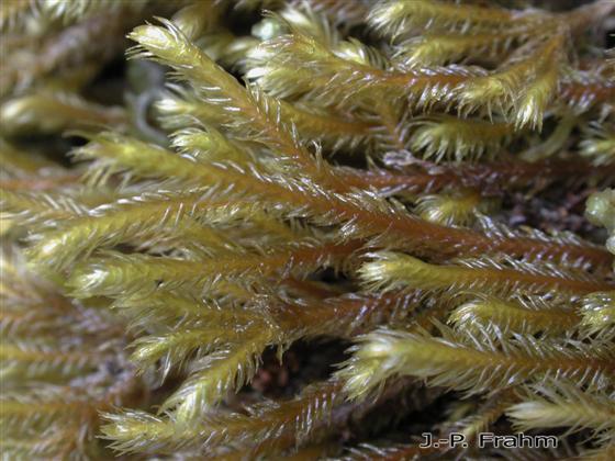 Herbertus azoricus (Steph.) P.W.Richards | Azorean Biodiversity Portal