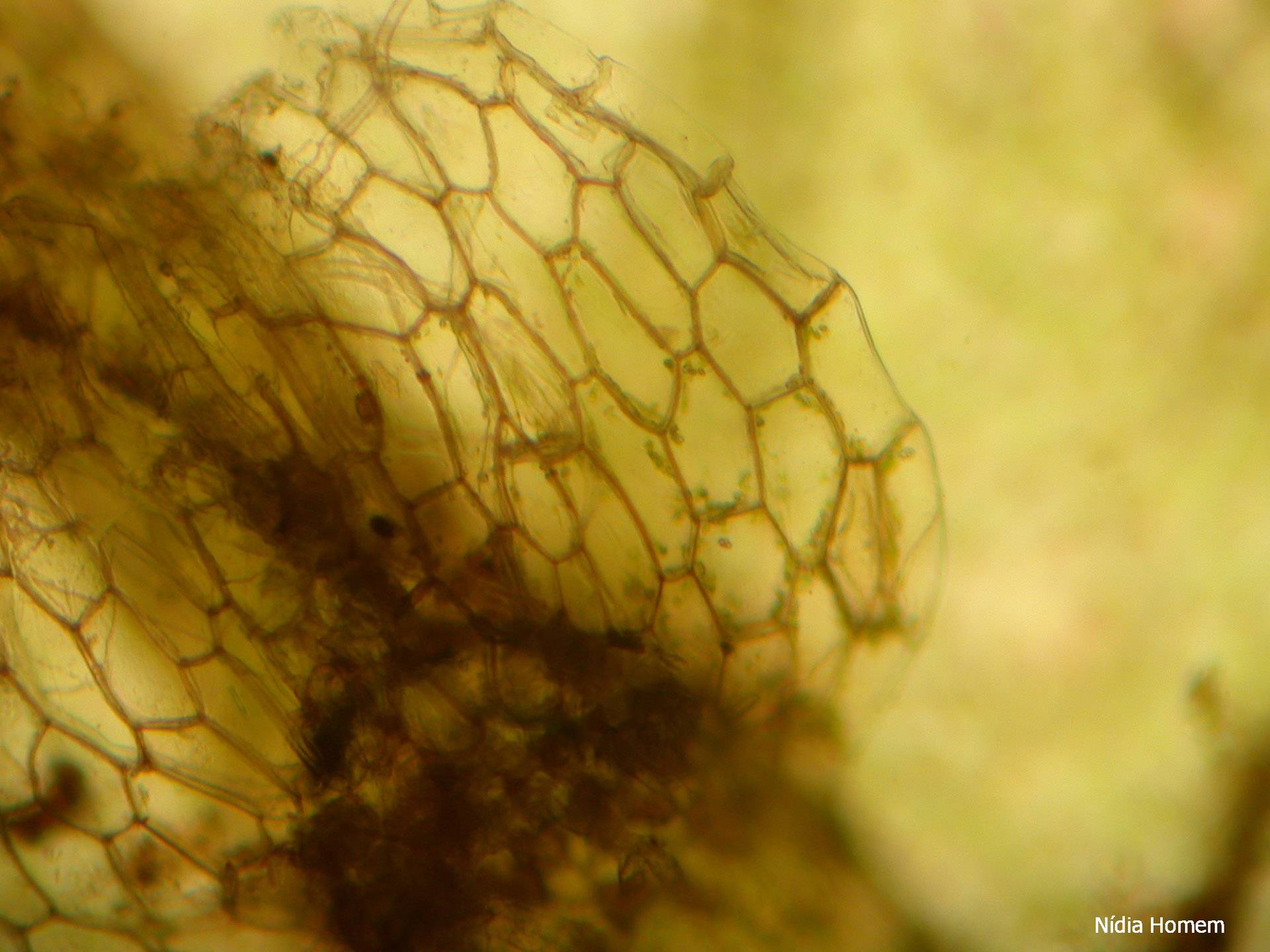 Calypogeia azorica Bischl. | Azorean Biodiversity Portal