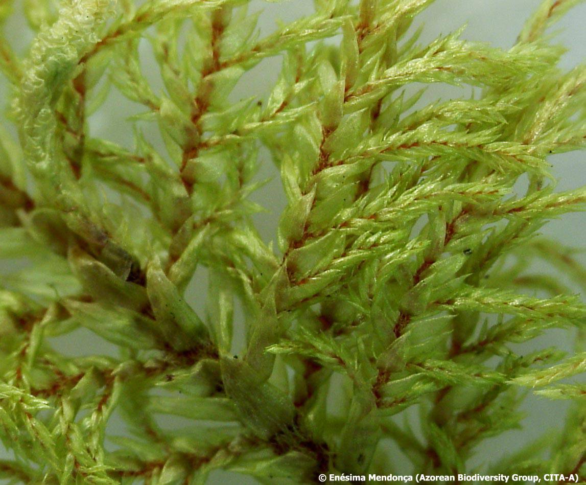 Hylocomium splendens (Hedw.) Schimp. | Azorean Biodiversity Portal