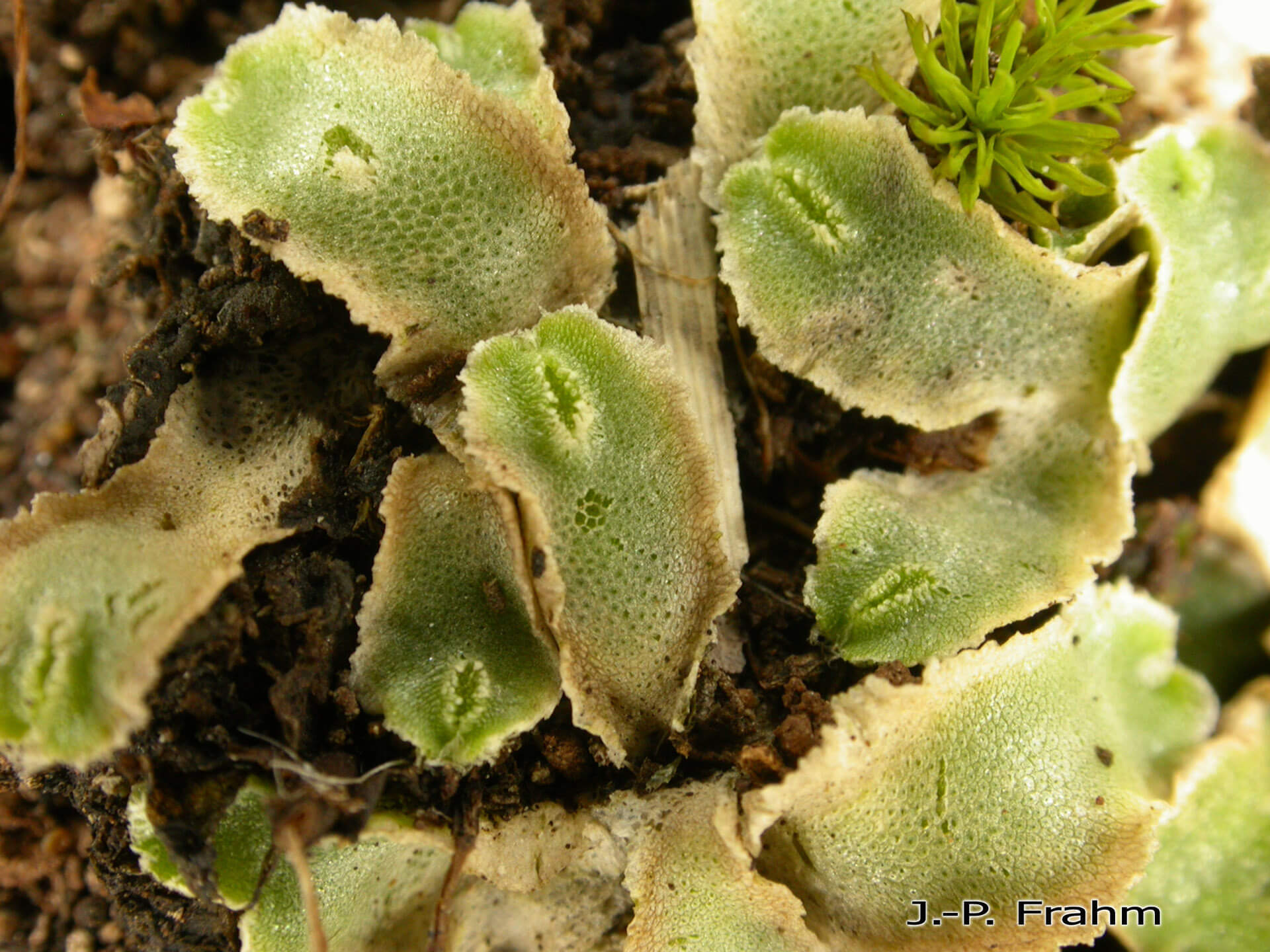 Corsinia coriandrina (Spreng.) Lindb. | Azorean Biodiversity Portal
