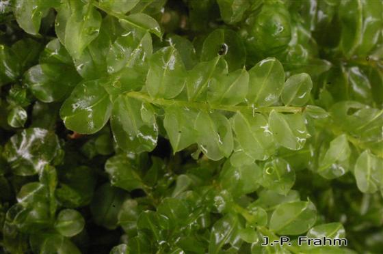 Plagiomnium rostratum (Schrad.) T.J.Kop. | Azorean Biodiversity Portal