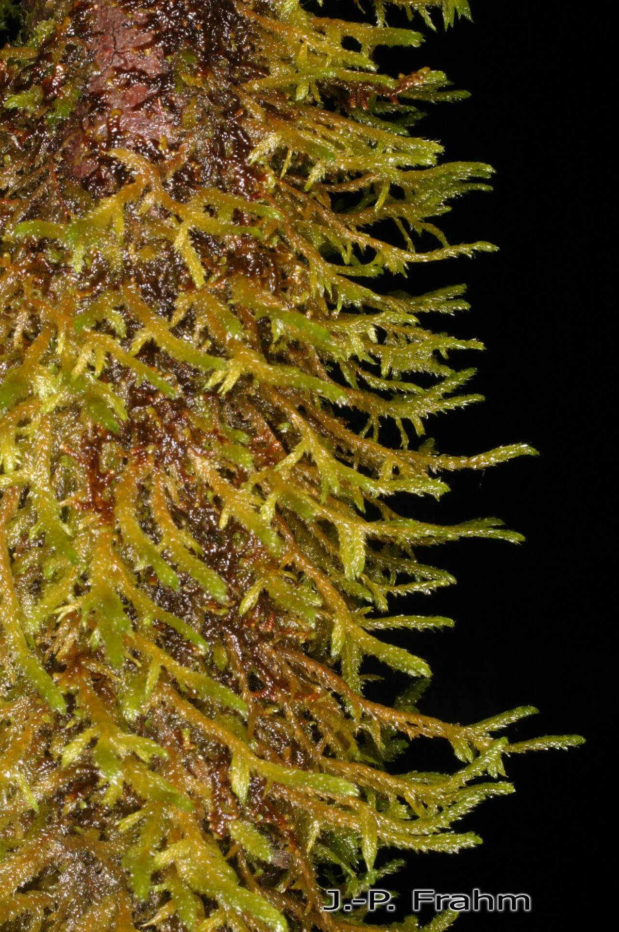 Neckera cephalonica Jur. & Unger | Azorean Biodiversity Portal