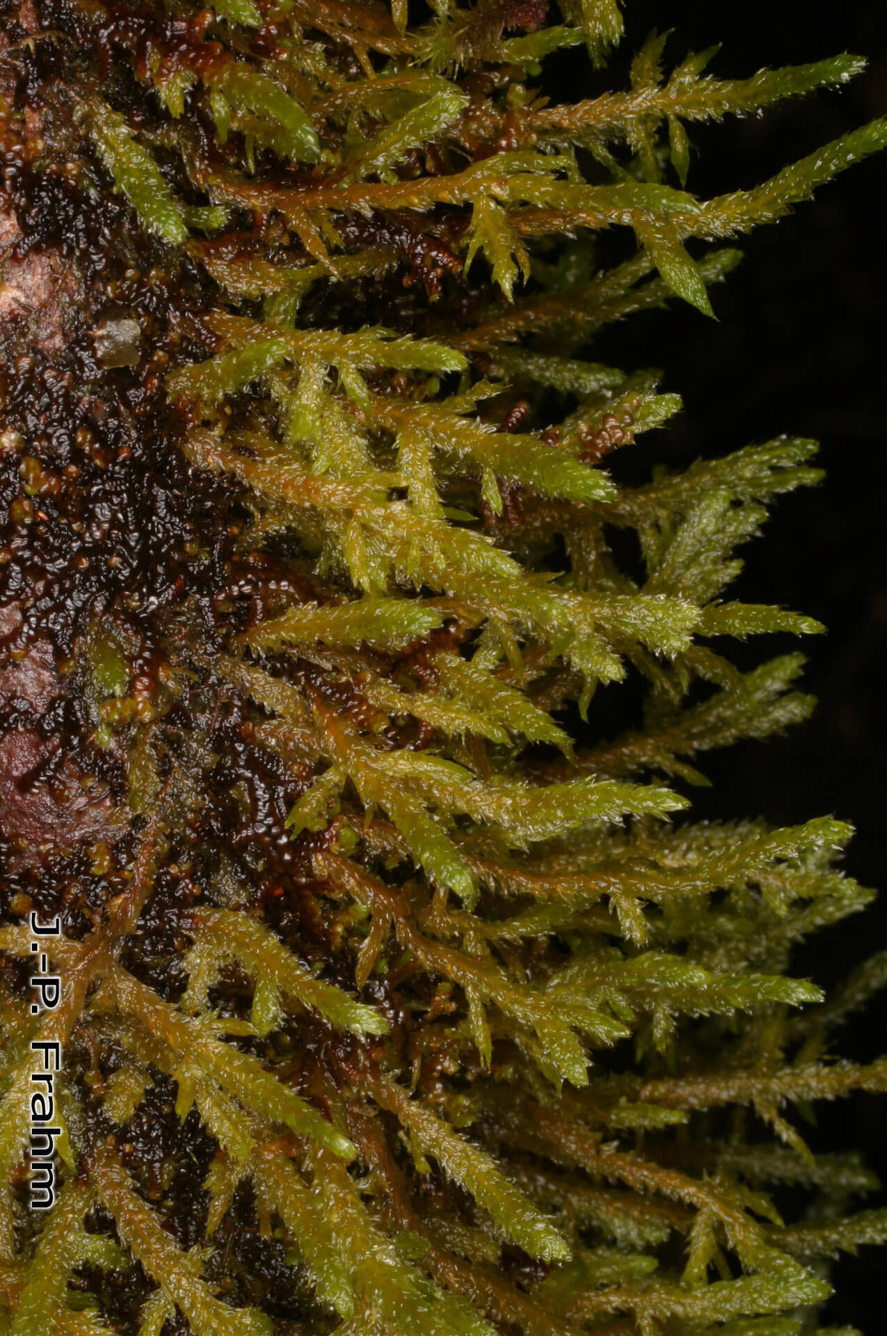 Neckera cephalonica Jur. & Unger | Azorean Biodiversity Portal