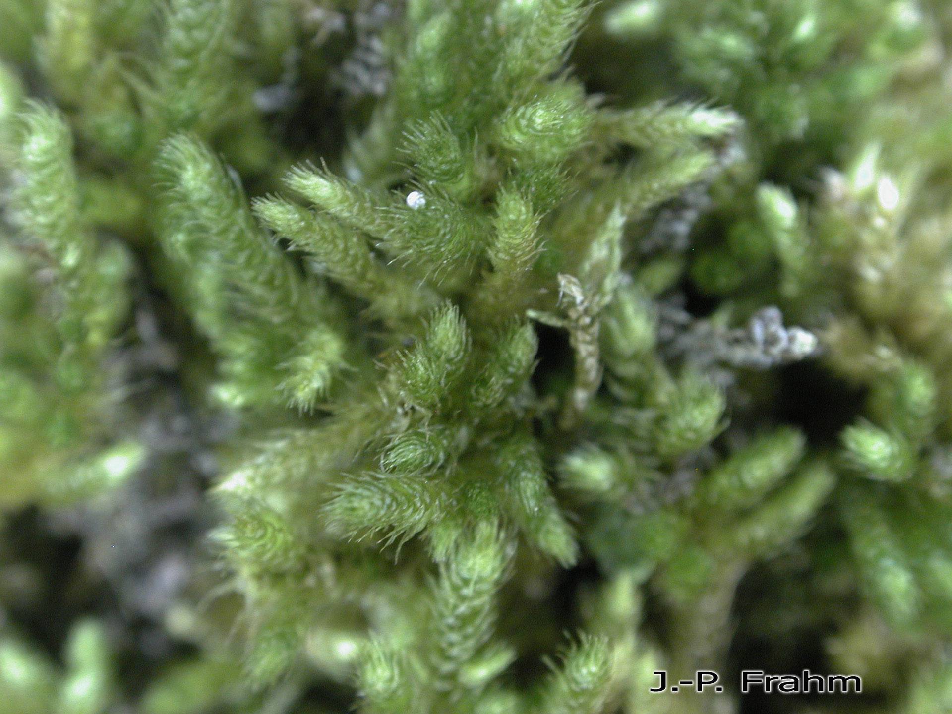 Andoa berthelotiana (Mont.) Ochyra | Azorean Biodiversity Portal