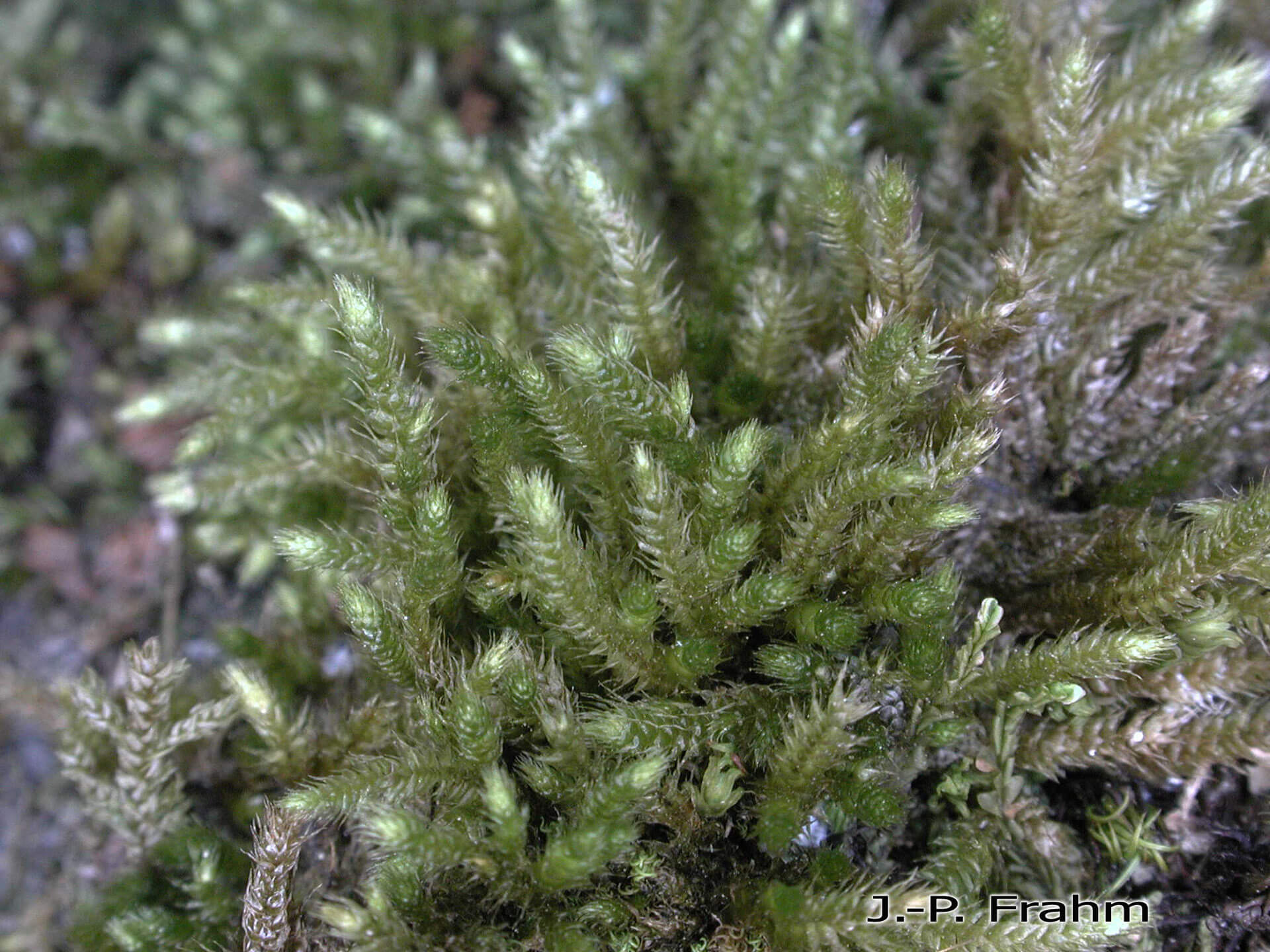 Andoa berthelotiana (Mont.) Ochyra | Portal da Biodiversidade dos Açores