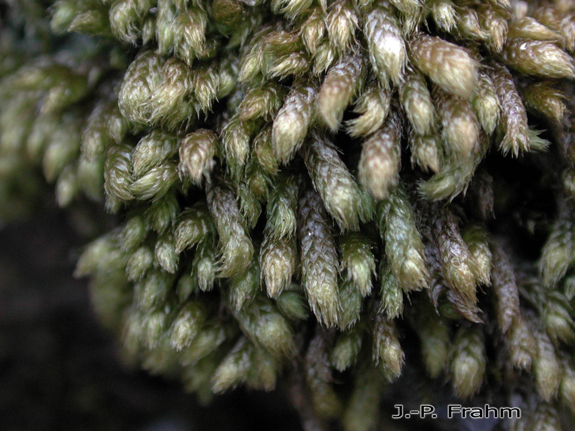 Andoa berthelotiana (Mont.) Ochyra | Azorean Biodiversity Portal