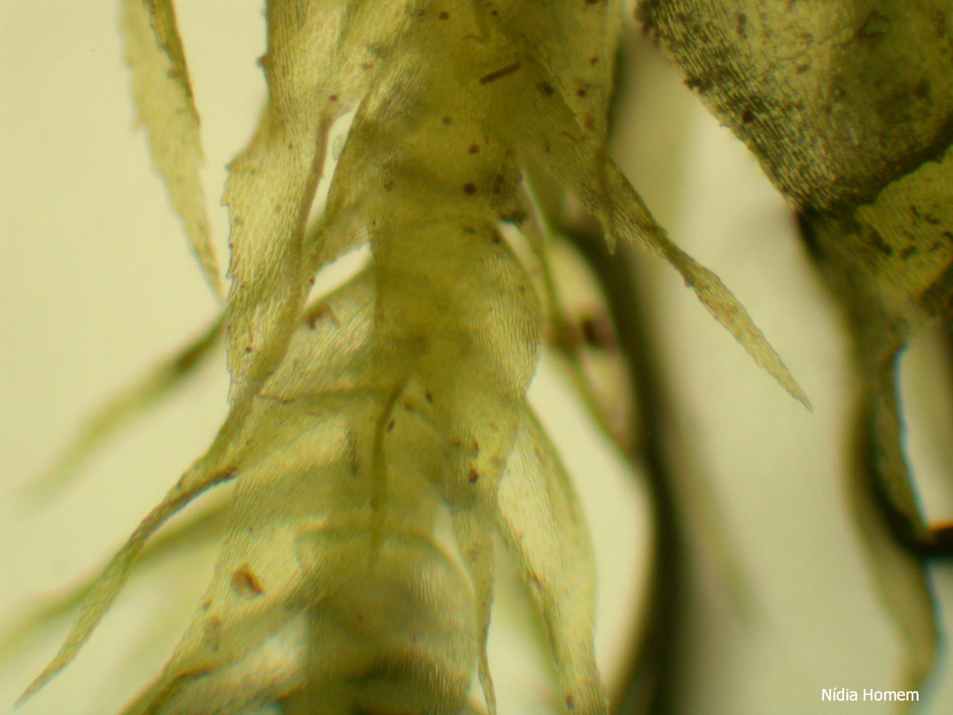 Andoa berthelotiana (Mont.) Ochyra | Azorean Biodiversity Portal