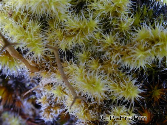 Exploring the Enigmatic Racomitrium verrucosum Frisvoll Moss ...