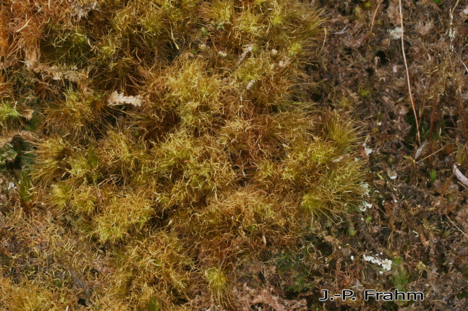 Campylopus fragilis (Brid.) Bruch & Schimp. | Portal de la ...