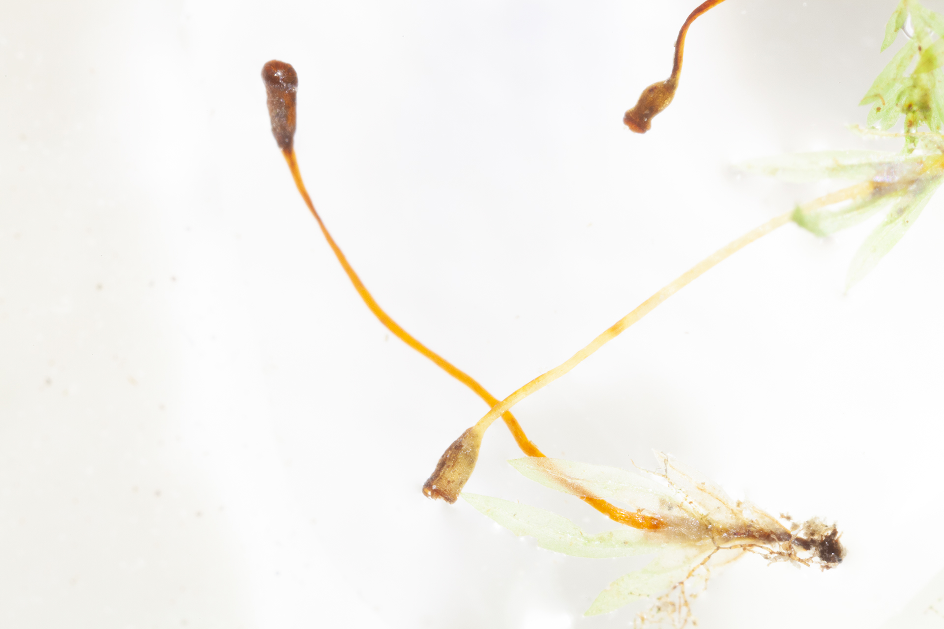 Fissidens sublineaefolius (P.de la Varde) Brugg.-Nann. | Azorean ...