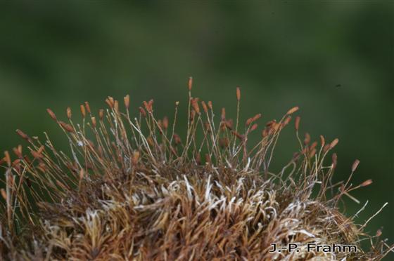 Eucladium verticillatum (With.) Bruch & Schimp. | Azorean Biodiversity ...