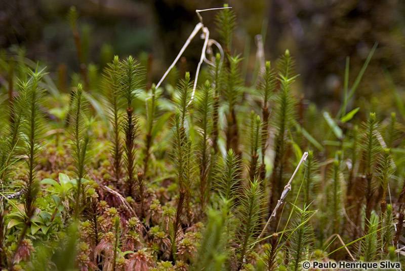 Polytrichum commune Hedw. | Azorean Biodiversity Portal