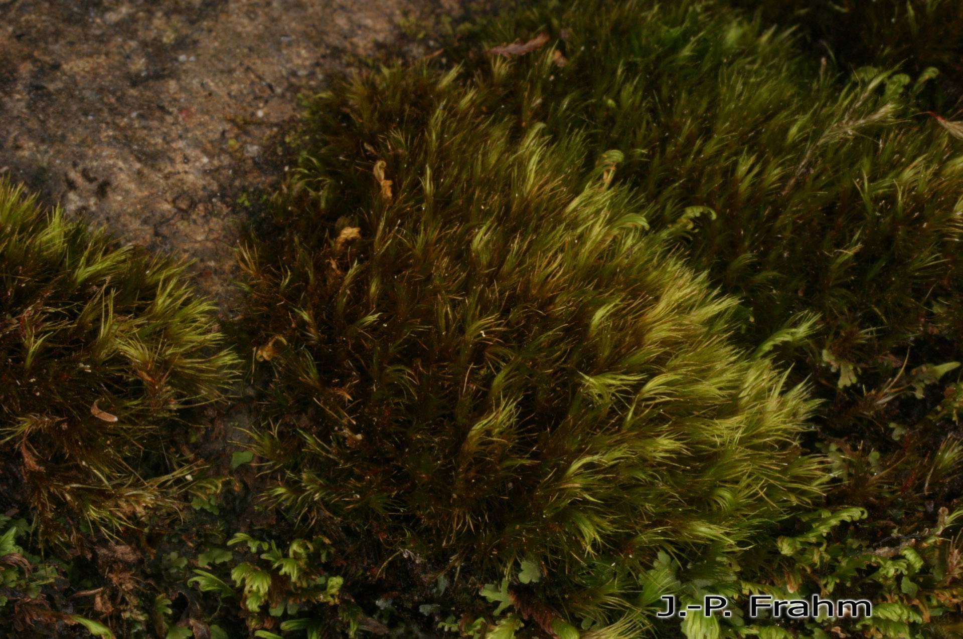Blindia acuta (Hedw.) Bruch & Schimp. | Azorean Biodiversity Portal