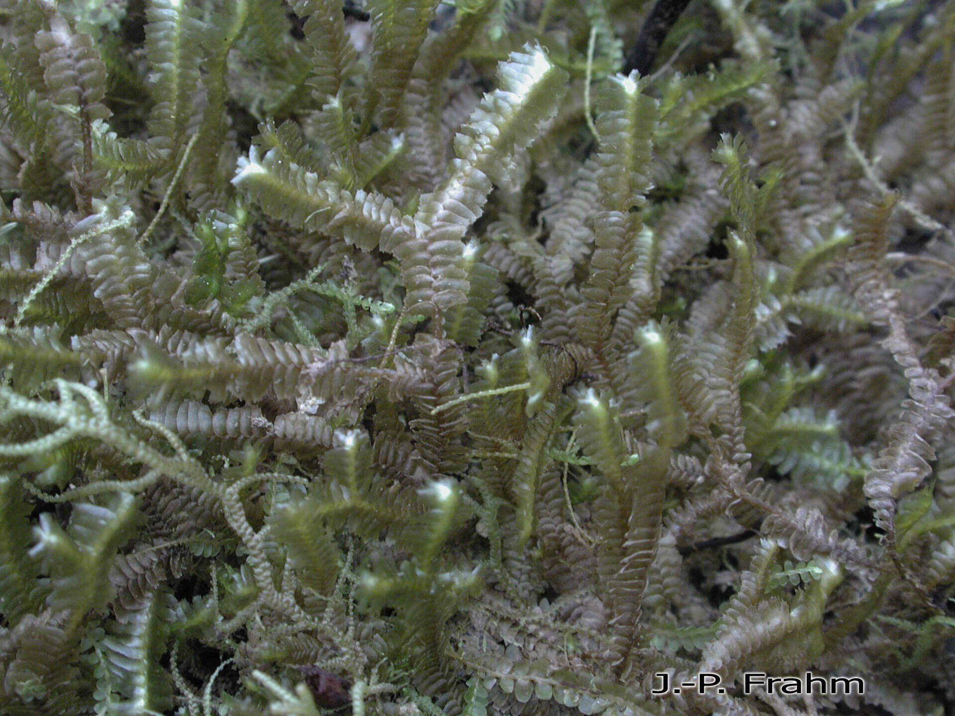 Bazzania azorica H.Buch & Perss. | Azorean Biodiversity Portal