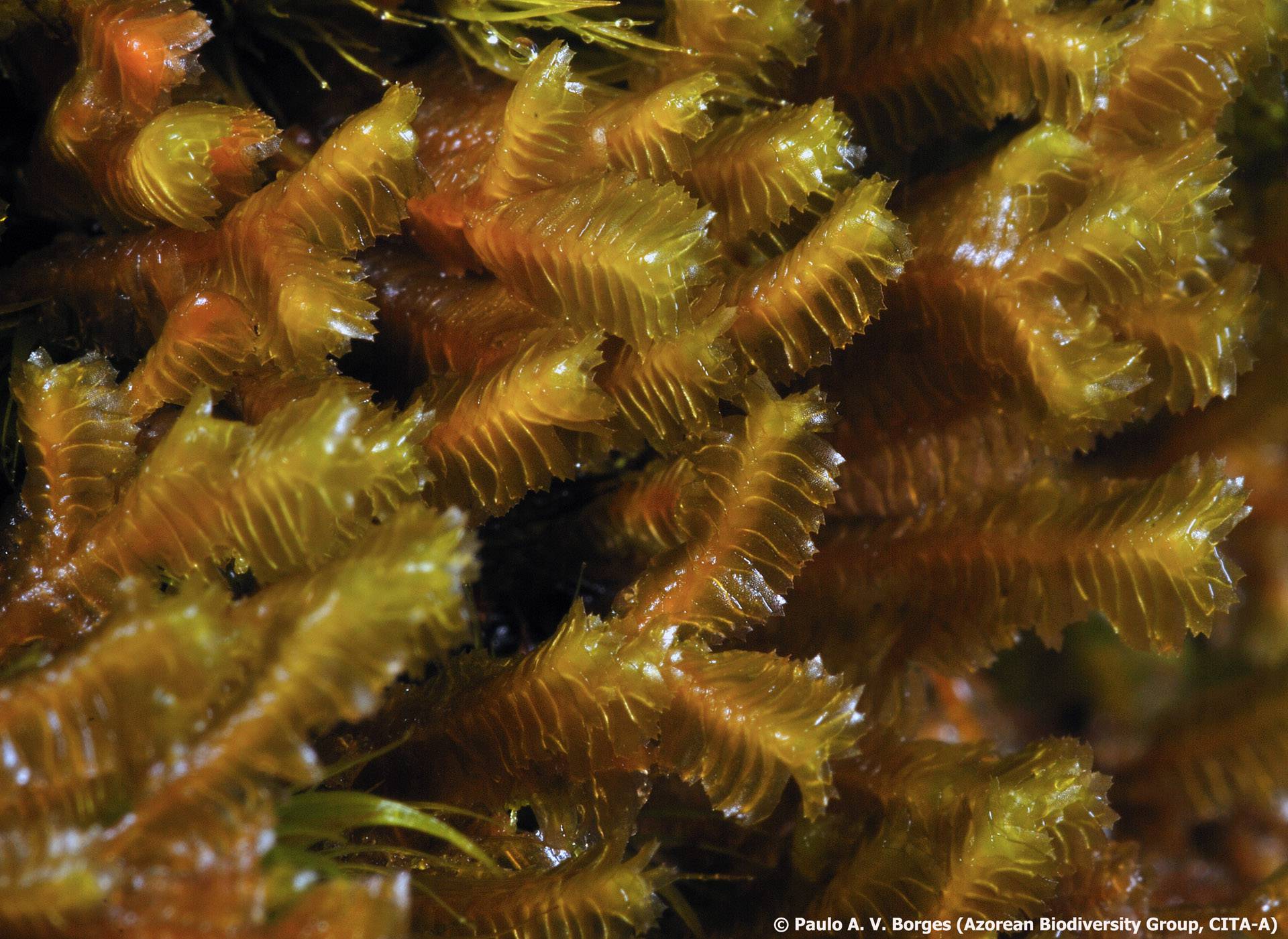 Bazzania azorica H.Buch & Perss. | Azorean Biodiversity Portal