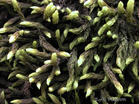 Racomitrium aquaticum (Brid. ex Schrad.) Brid. | Azorean Biodiversity ...