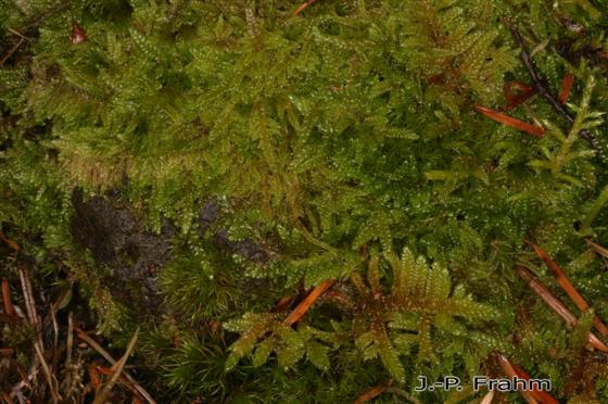 Hypnum cupressiforme Hedw. | Azorean Biodiversity Portal