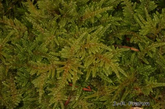 Hypnum cupressiforme Hedw. | Azorean Biodiversity Portal
