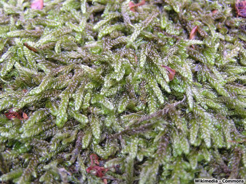 Hypnum cupressiforme Hedw. | Azorean Biodiversity Portal