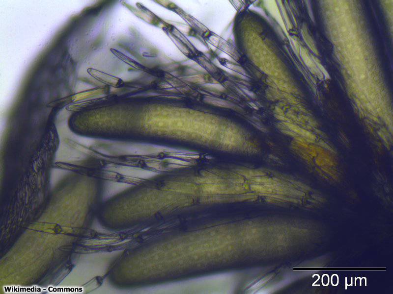 Hypnum cupressiforme Hedw. | Azorean Biodiversity Portal
