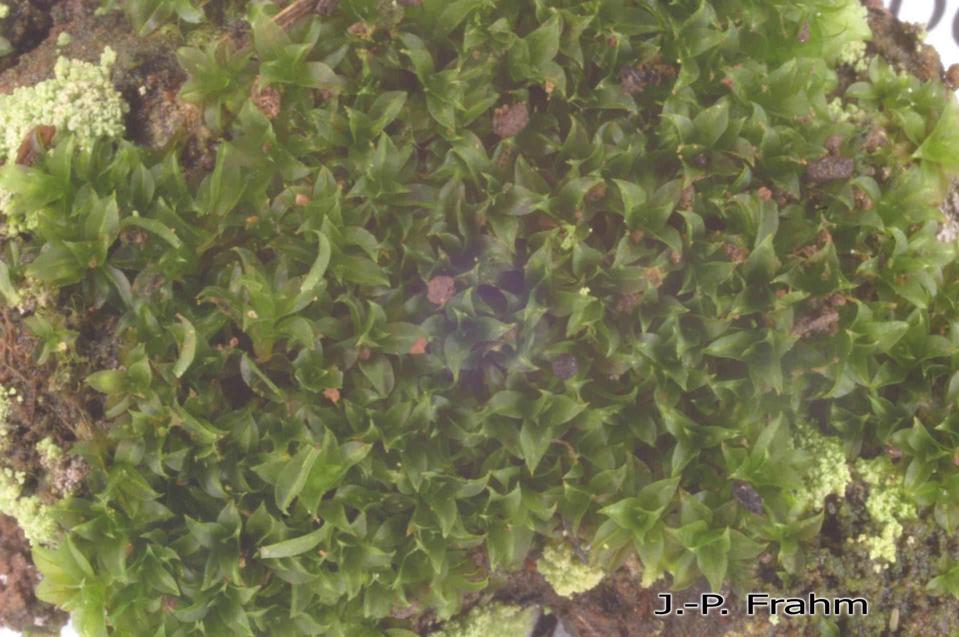 Chenia leptophylla (Müll.Hal.) R.H.Zander | Azorean Biodiversity Portal
