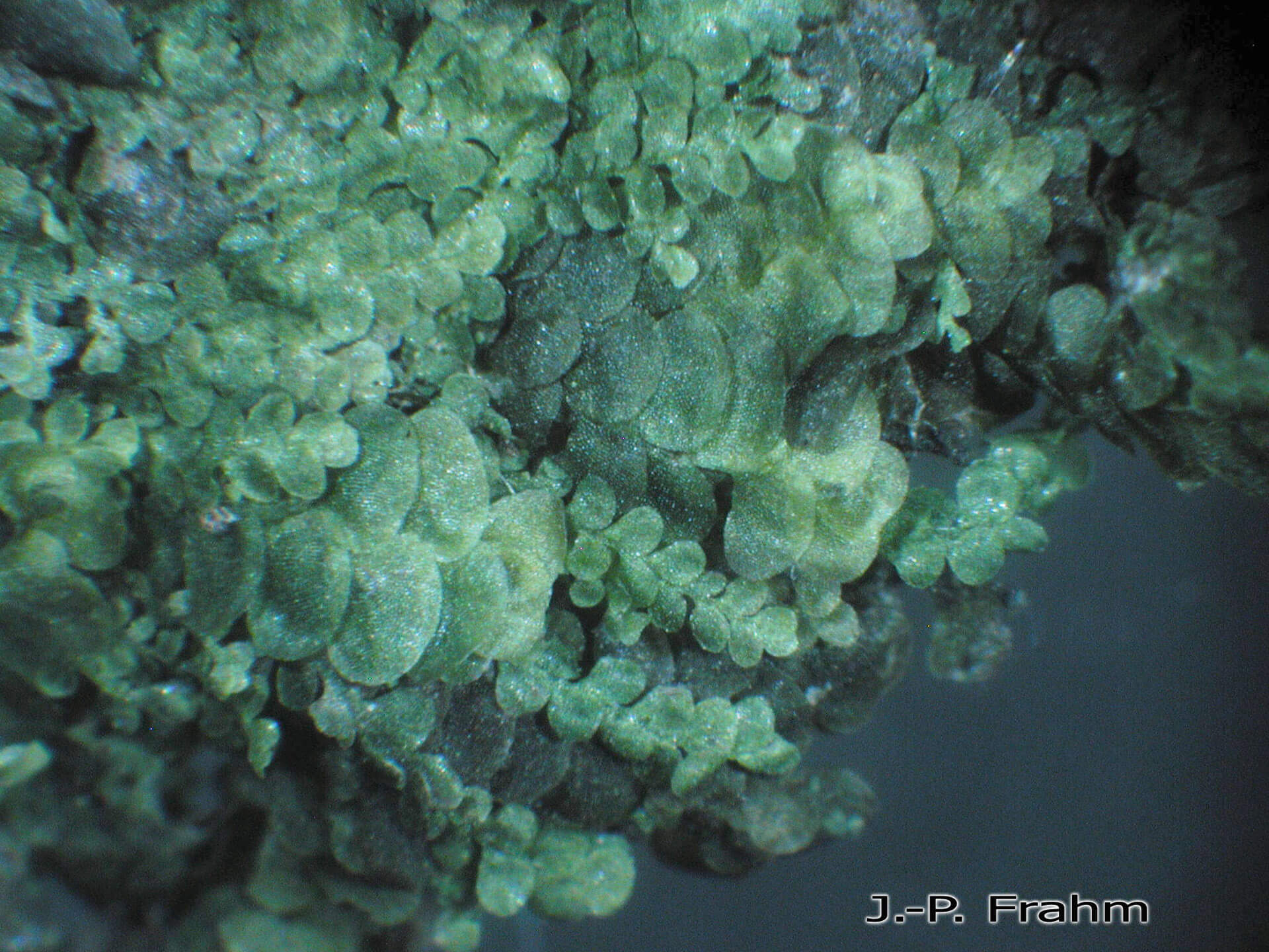 Lejeunea eckloniana Lindenb. | Azorean Biodiversity Portal