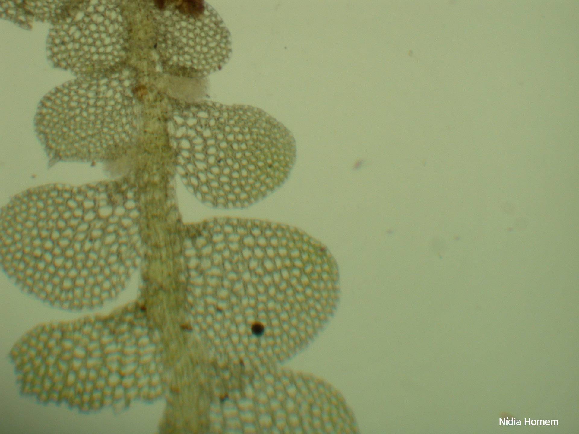 Lejeunea eckloniana Lindenb. | Azorean Biodiversity Portal