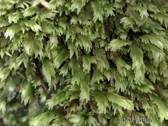 Fissidens serrulatus Brid. | Azorean Biodiversity Portal