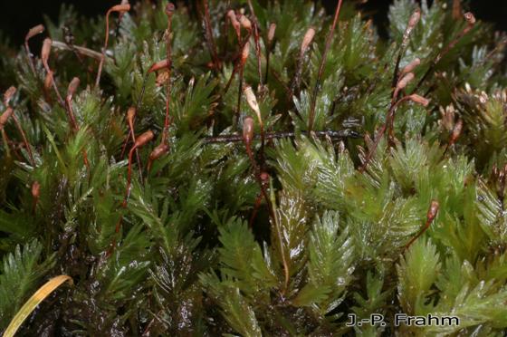 Fissidens serrulatus Brid. | Azorean Biodiversity Portal