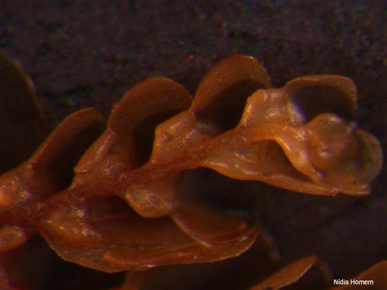 Radula nudicaulis Steph. | Azorean Biodiversity Portal