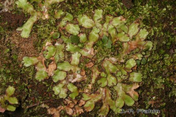 Reboulia hemisphaerica (L.) Raddi | Azorean Biodiversity Portal