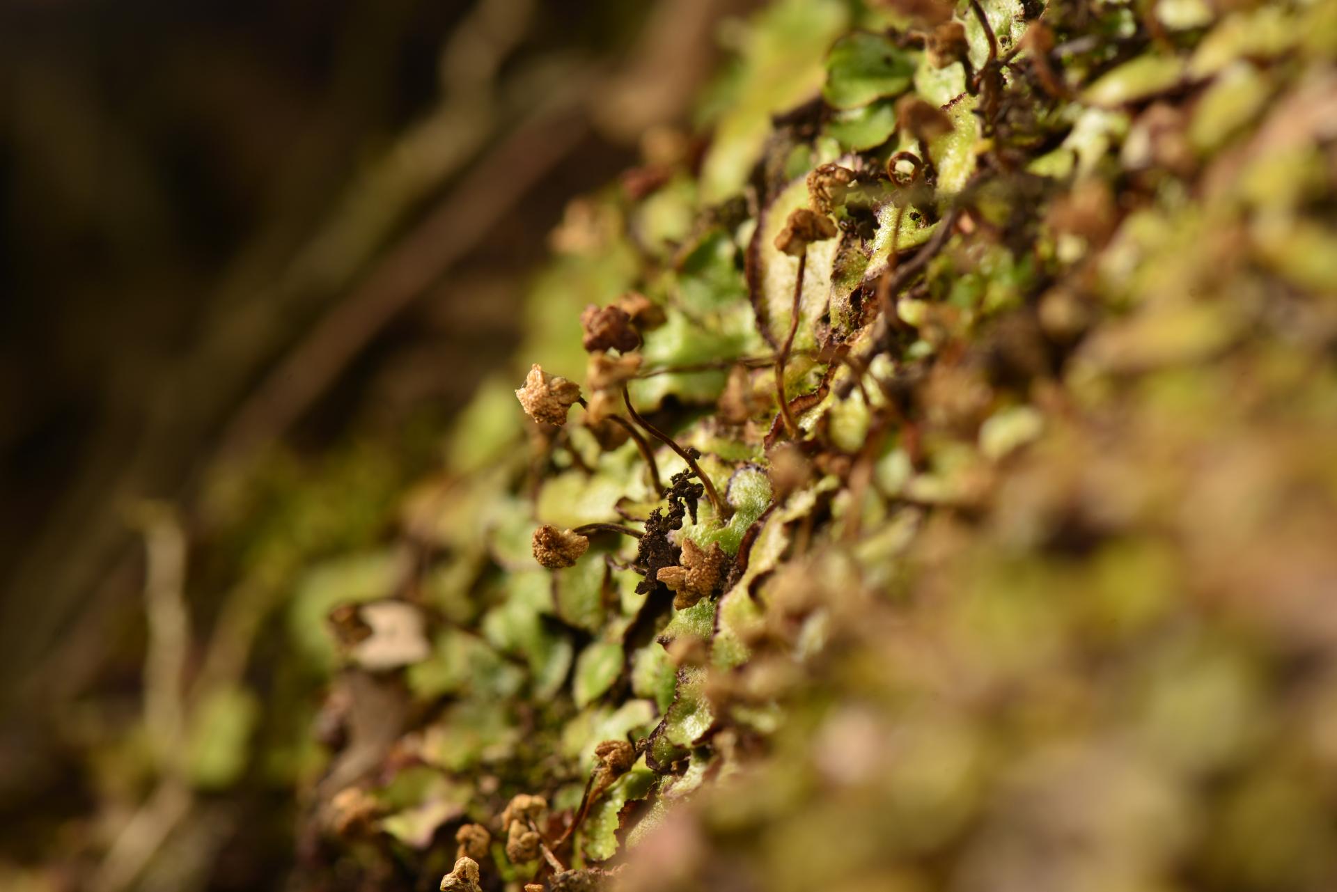 Reboulia hemisphaerica (L.) Raddi | Azorean Biodiversity Portal