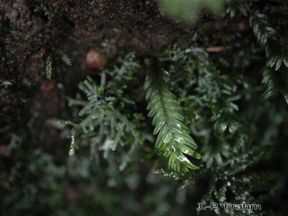 Fissidens asplenioides Hedw. | Azorean Biodiversity Portal