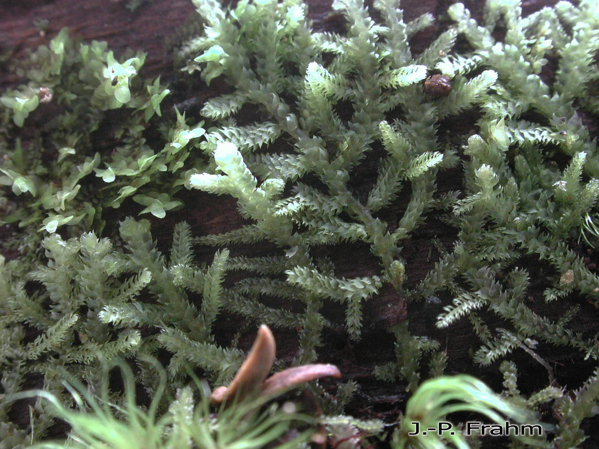 Telaranea azorica (H.Buch & Perss.) Pócs | Azorean Biodiversity Portal