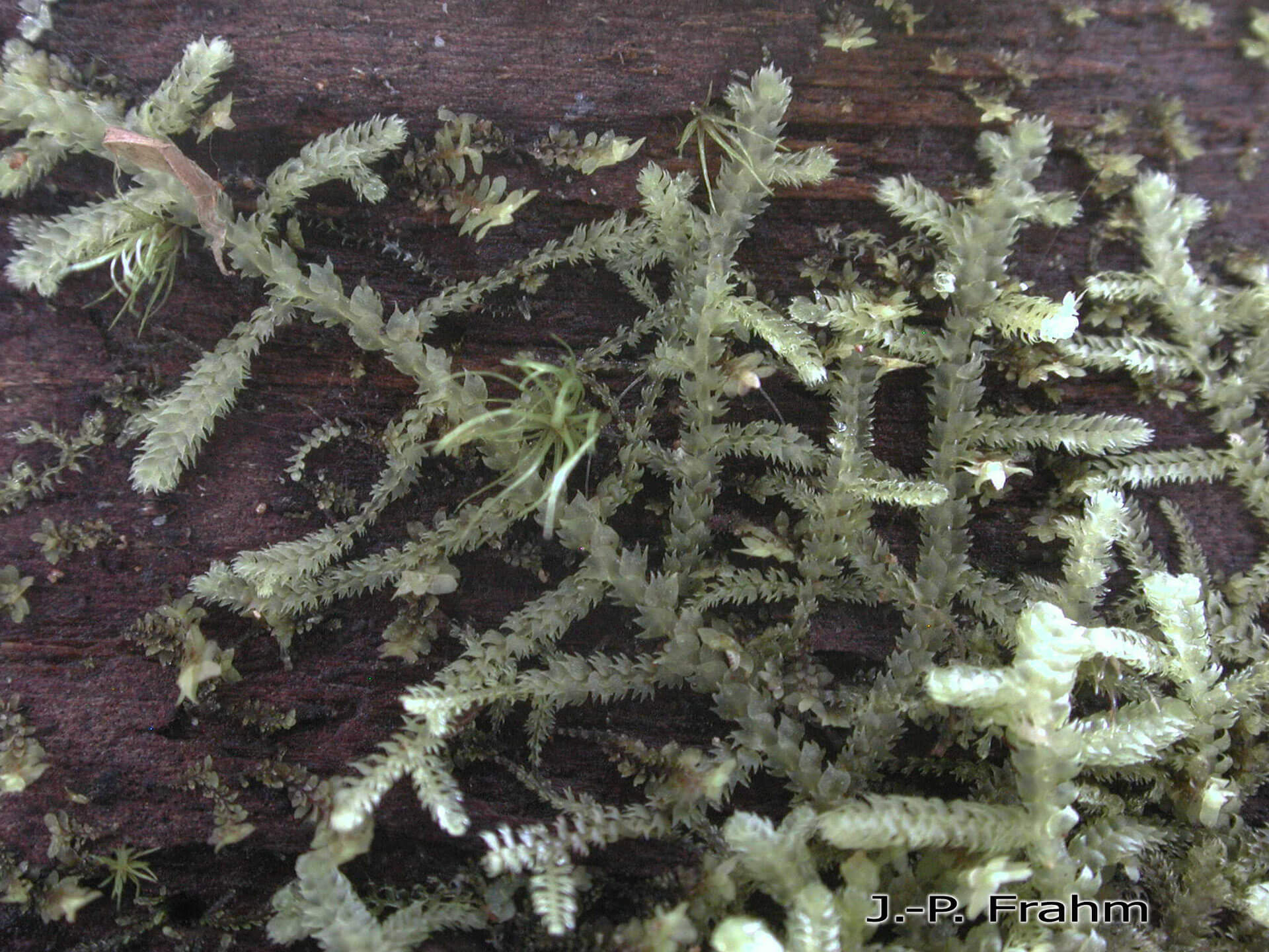 Telaranea azorica (H.Buch & Perss.) Pócs | Azorean Biodiversity Portal