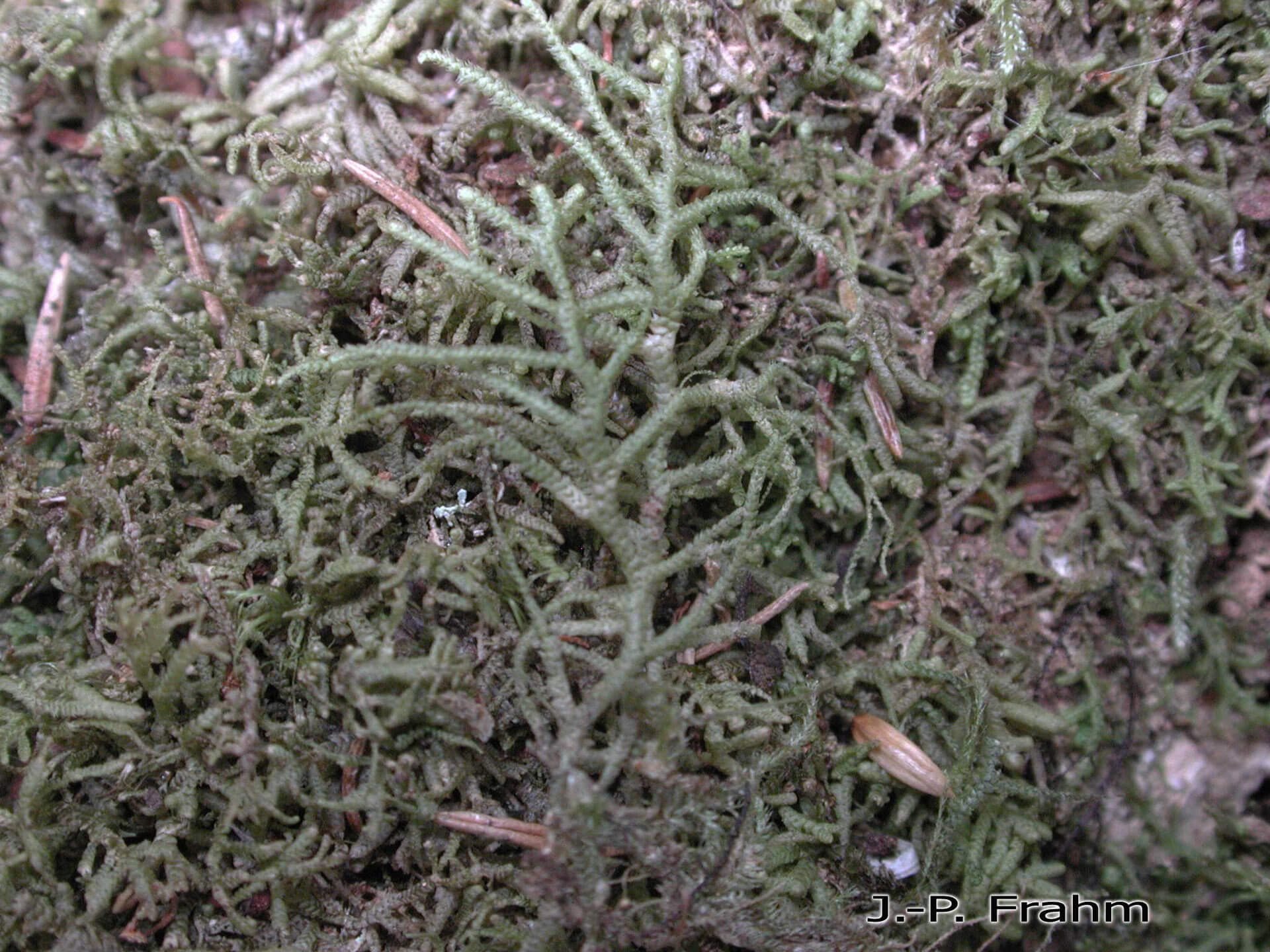 Telaranea azorica (H.Buch & Perss.) Pócs | Azorean Biodiversity Portal