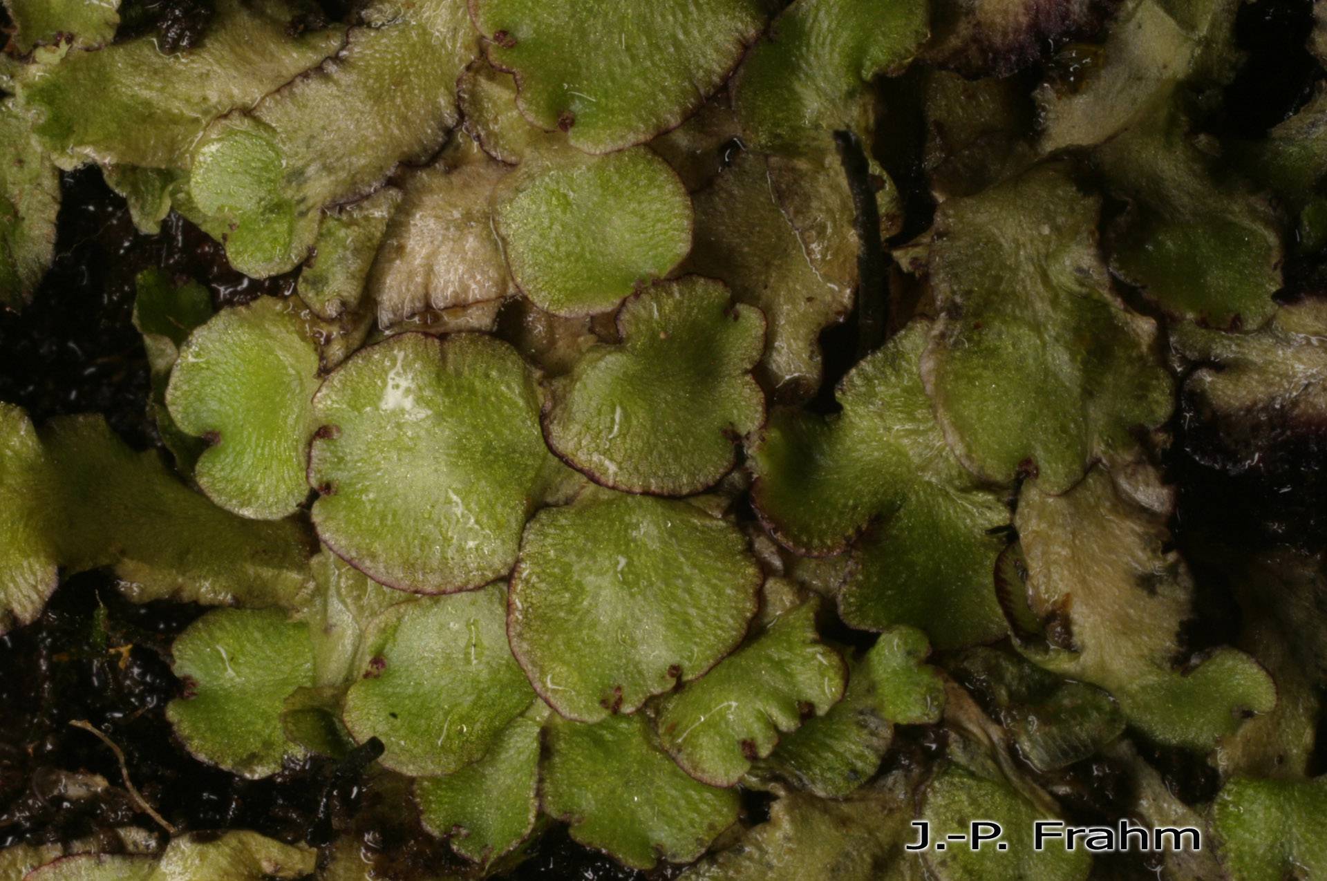 Lunularia cruciata (L.) Dumort ex. Lindb. | Azorean Biodiversity Portal