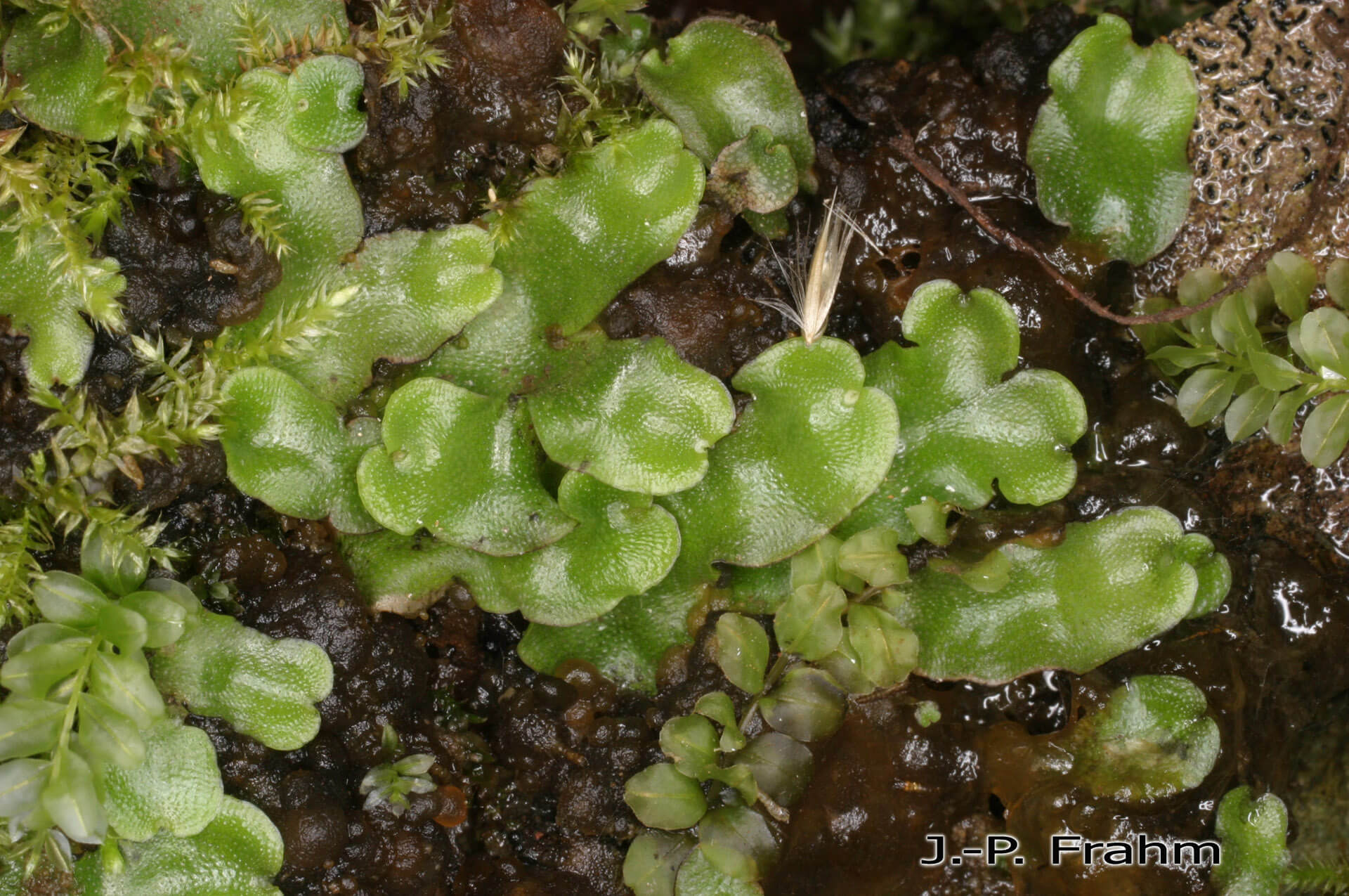Lunularia cruciata (L.) Dumort ex. Lindb. | Azorean Biodiversity Portal