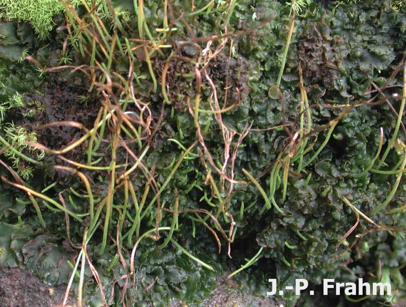 Phaeoceros laevis: A Tiny Moss with a Big Impact | OutdoorMoss.com