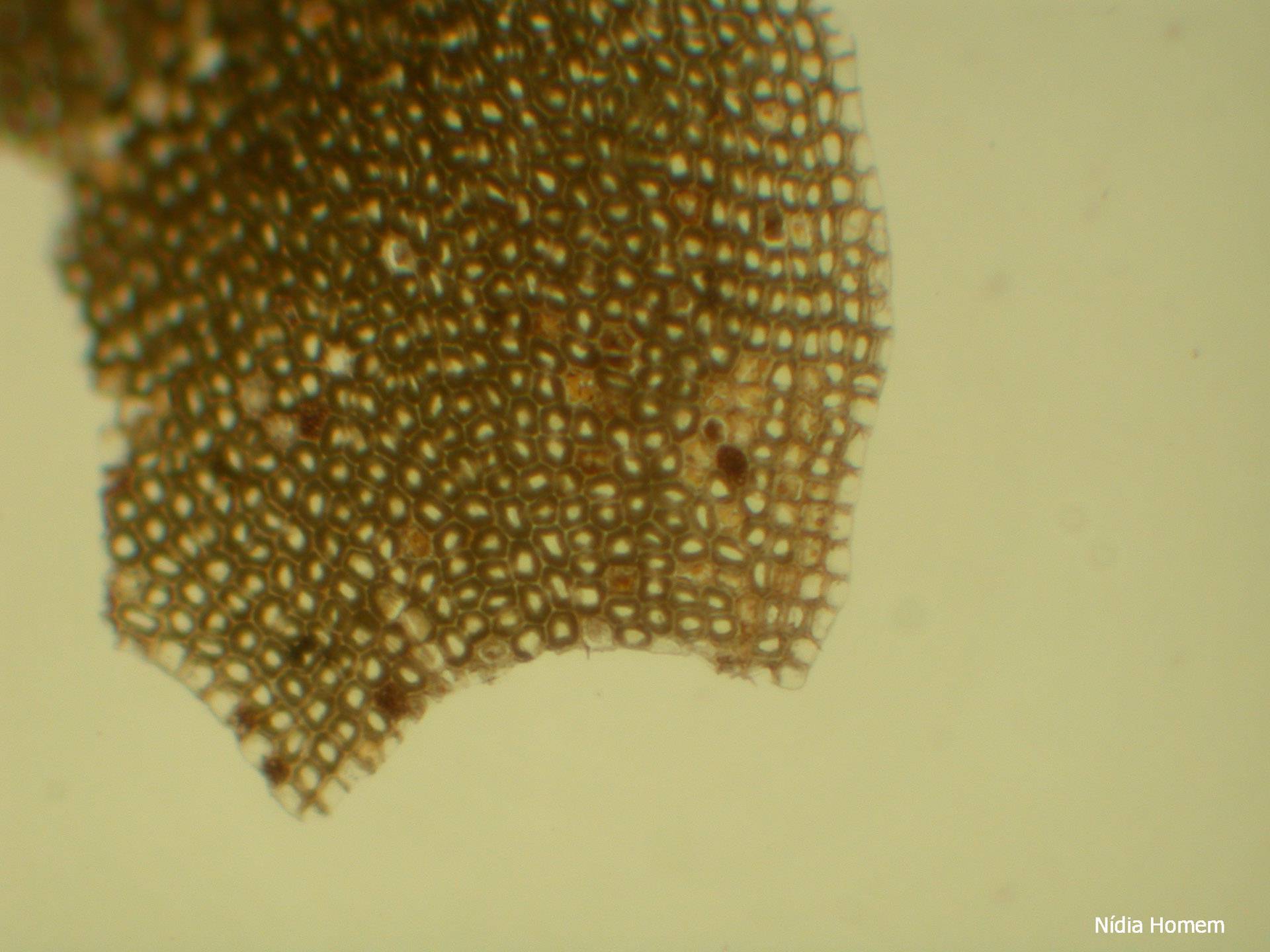 Acrobolbus azoricus (Grolle & Perss.) Briscoe | Azorean Biodiversity Portal