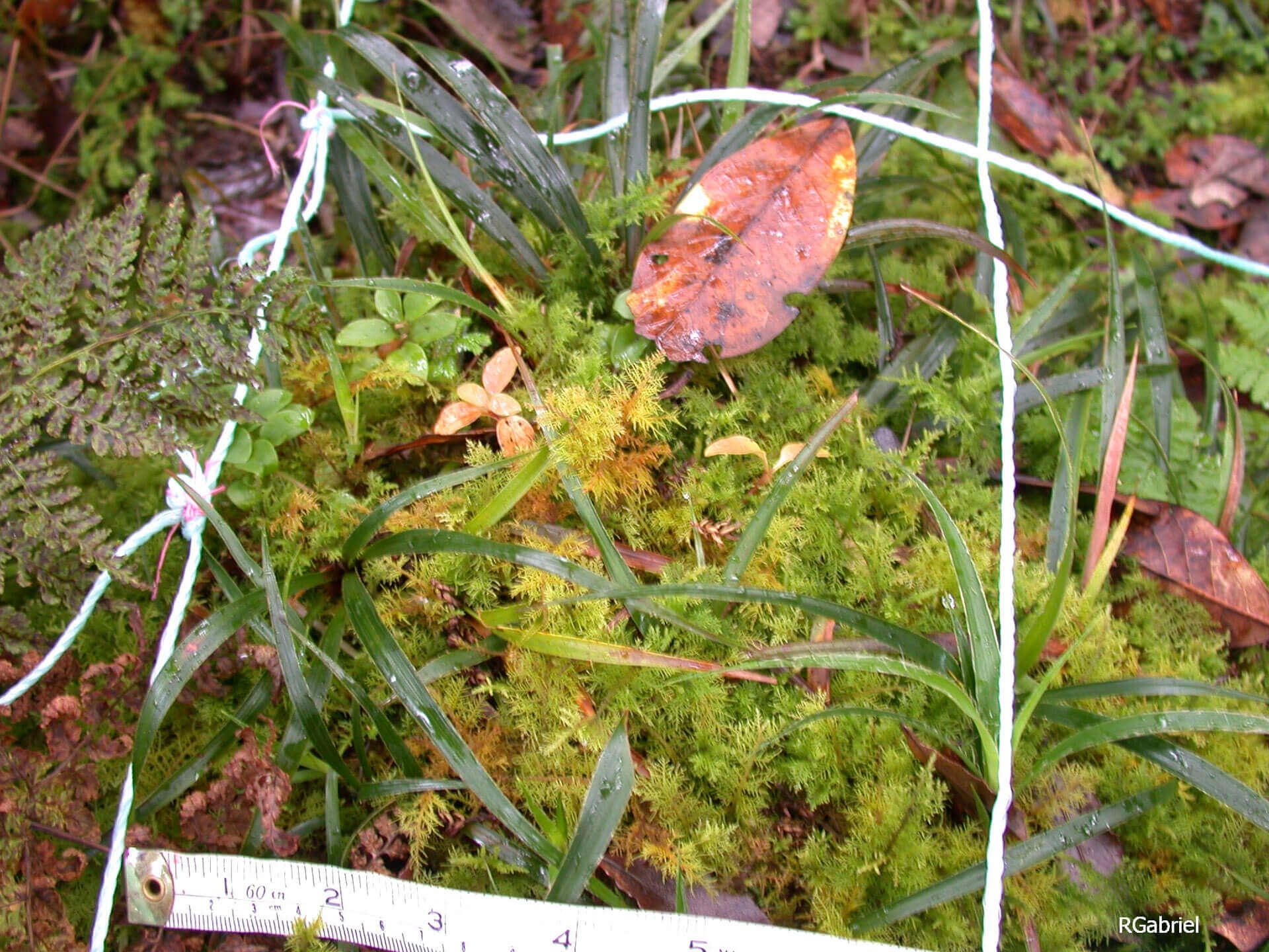 Thuidium tamariscinum (Hedw.) Schimp. | Azorean Biodiversity Portal