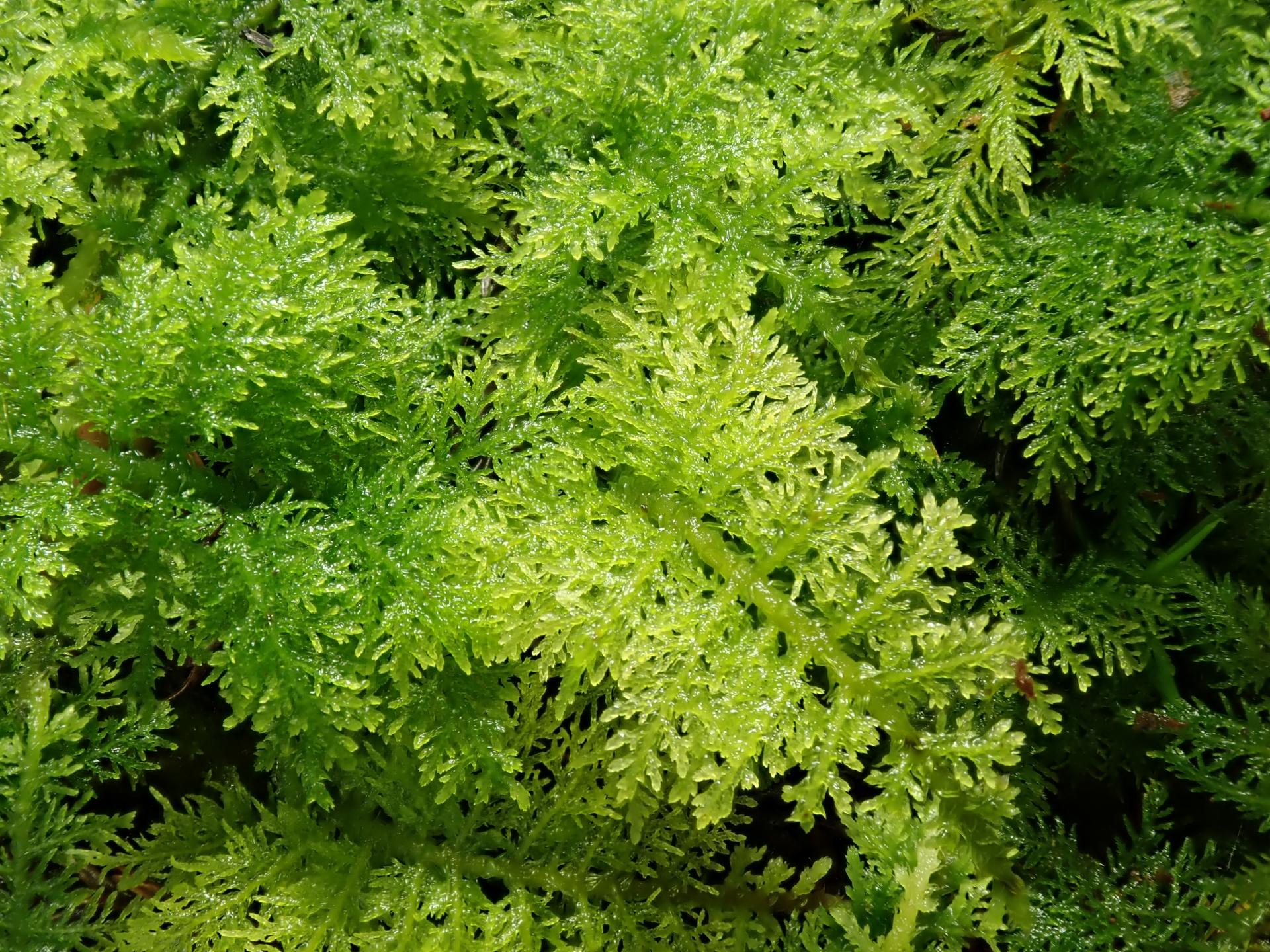 Thuidium tamariscinum (Hedw.) Schimp. | Azorean Biodiversity Portal
