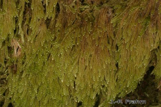 Hypnum andoi A.J.E.Sm. | Azorean Biodiversity Portal