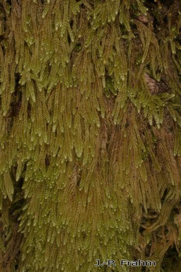 Hypnum andoi A.J.E.Sm. | Azorean Biodiversity Portal