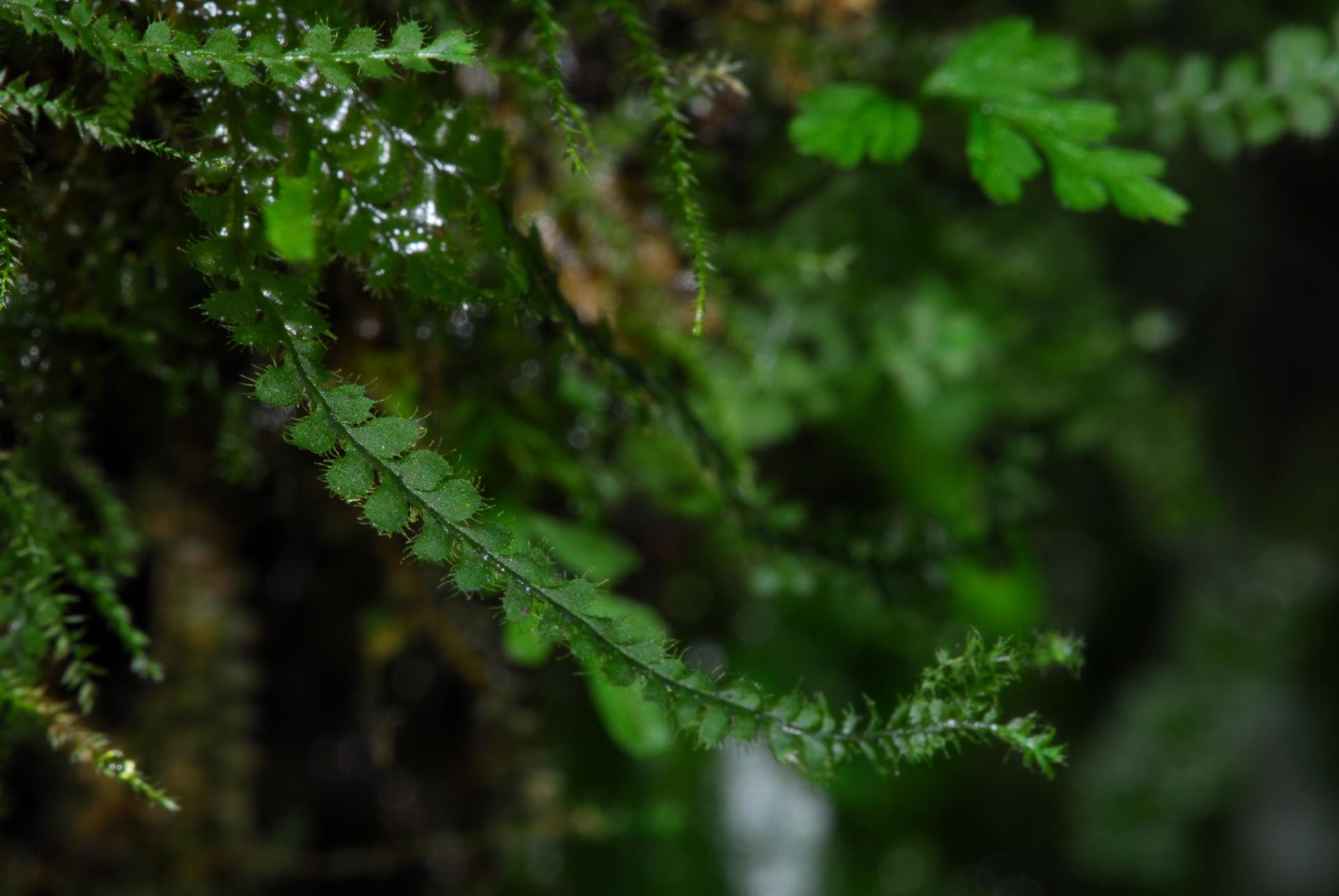 Plagiochila longispina Lindenb. & Gottsche | Azorean Biodiversity Portal