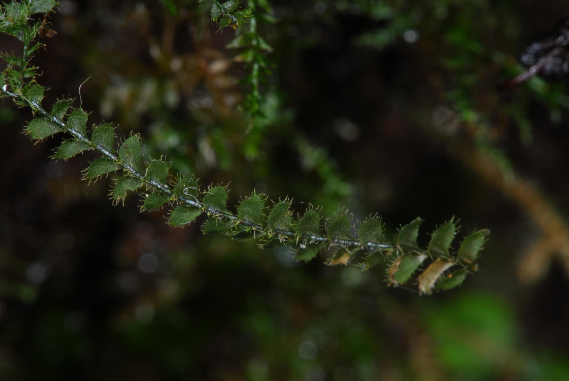 Plagiochila longispina Lindenb. & Gottsche | Azorean Biodiversity Portal