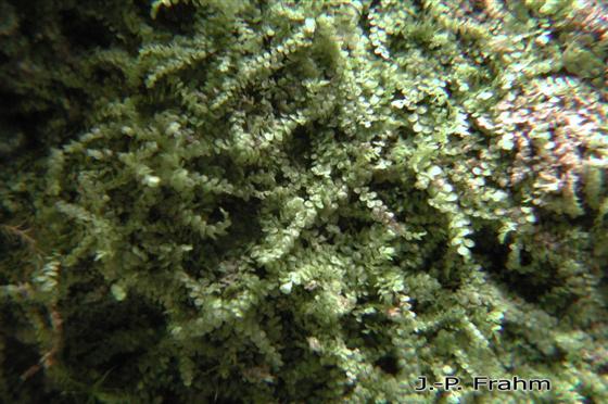 Lejeunea lamacerina (Steph.) Schiffn. | Azorean Biodiversity Portal
