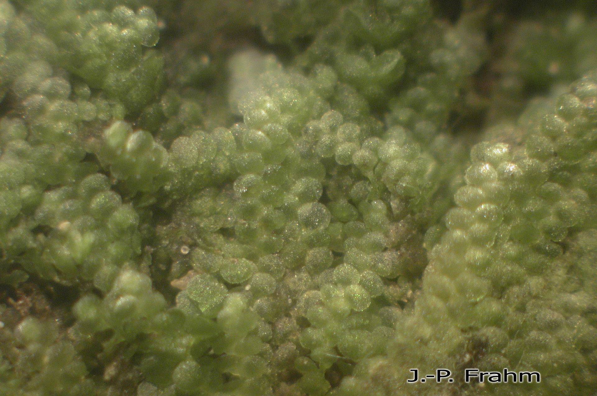 Lejeunea lamacerina (Steph.) Schiffn. | Azorean Biodiversity Portal