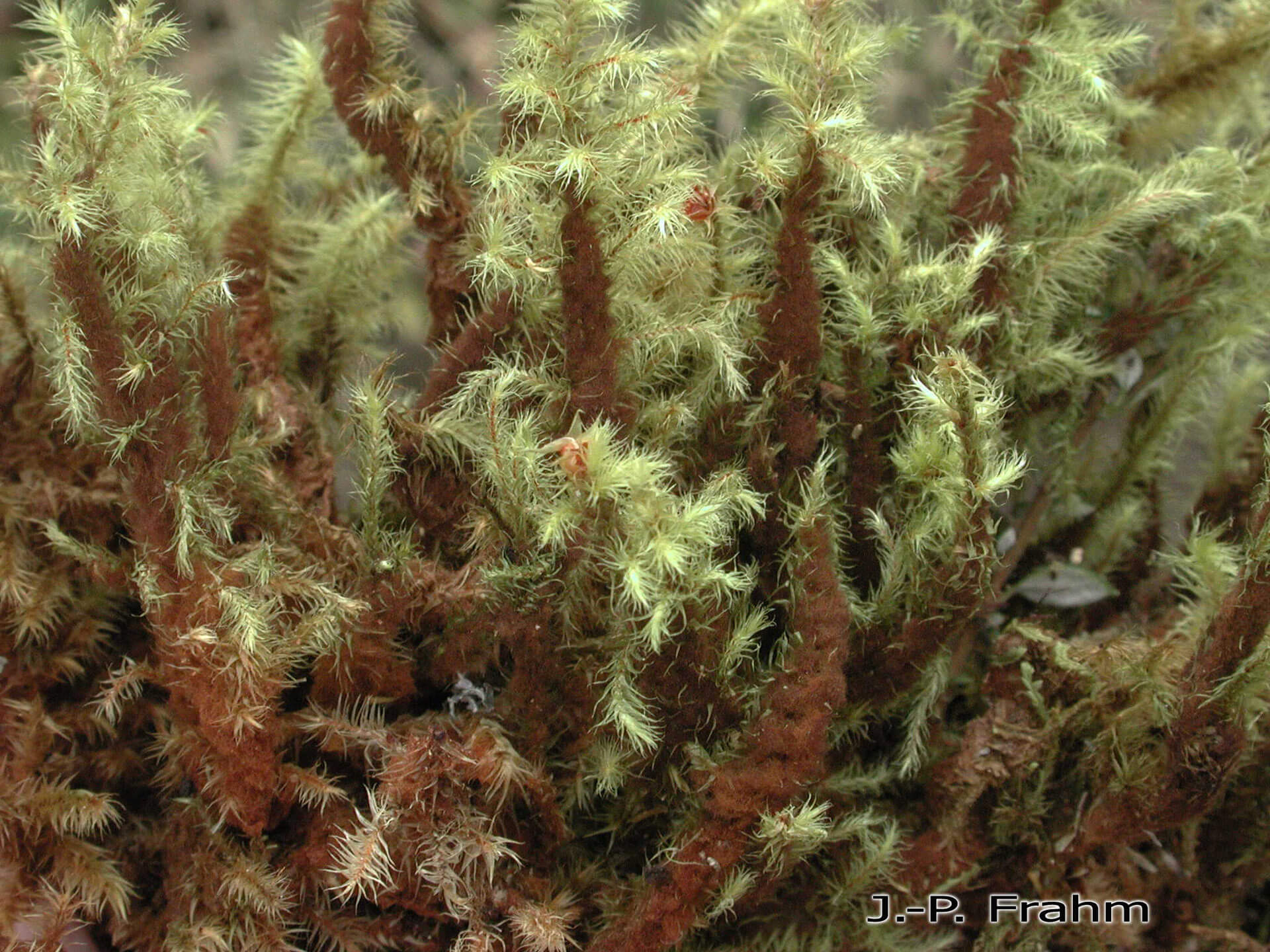 Breutelia azorica (Mitt.) Cardot | Azorean Biodiversity Portal