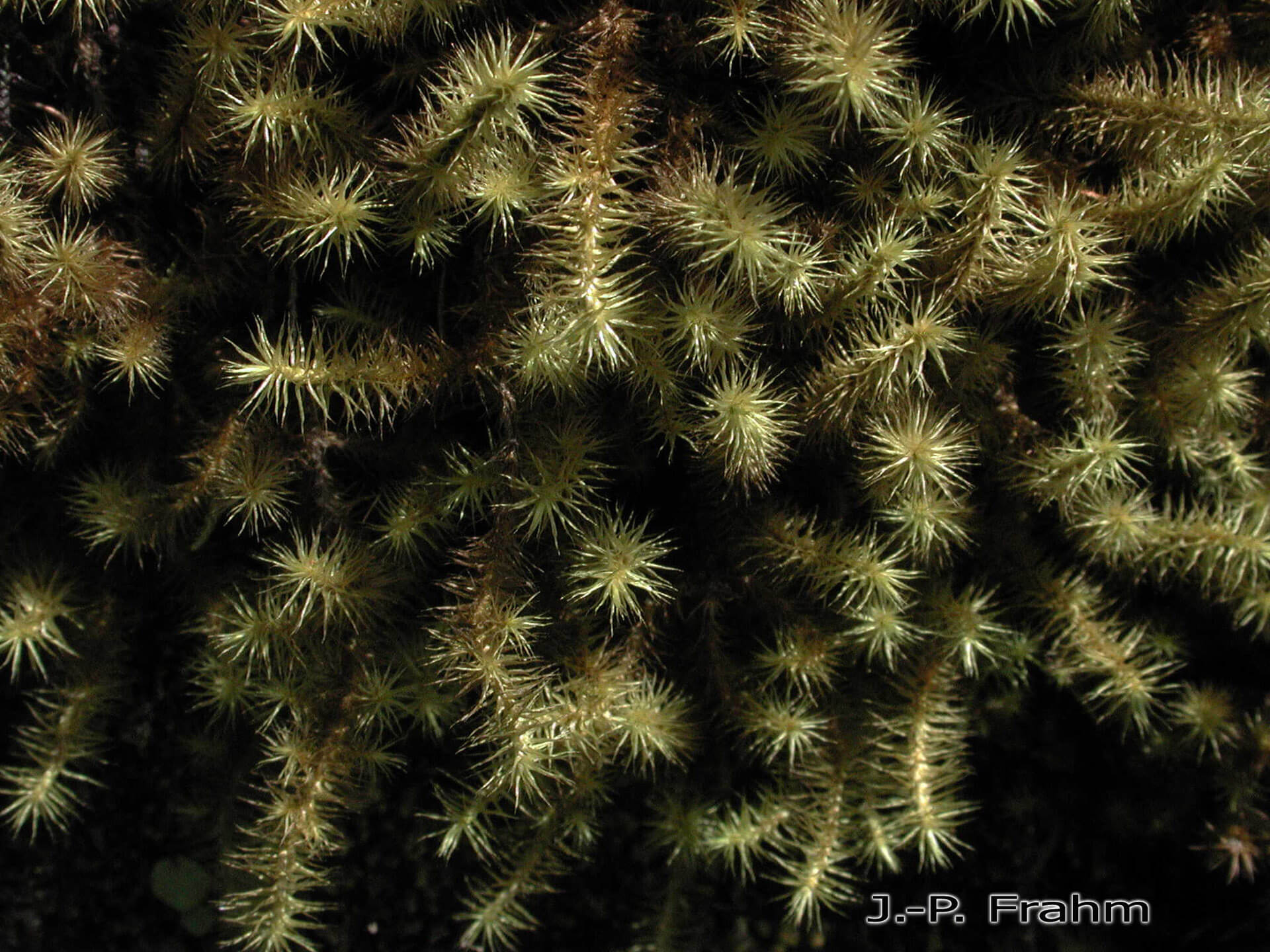 Breutelia azorica (Mitt.) Cardot | Azorean Biodiversity Portal